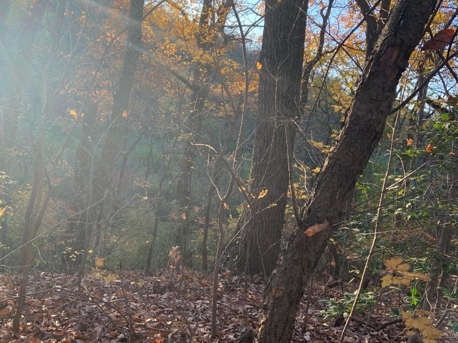 Tredyffrin Township Still Tracking Trees | Tredyffrin, PA Patch