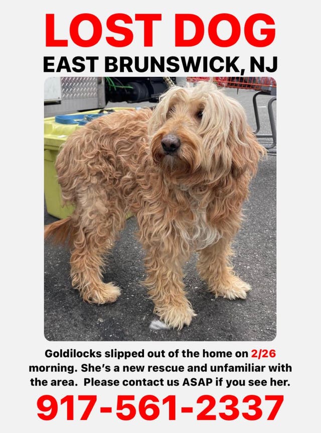 Have You Seen Goldilocks? Dog Escapes Foster Home In East Brunswick ...