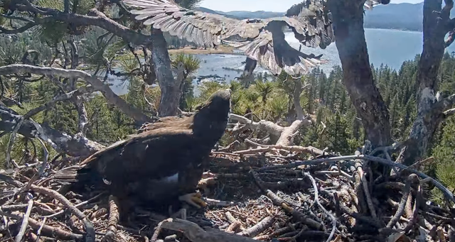 Big Bear Bald Eaglet 'Sunny' Reaches Huge Milestone | Banning, CA Patch