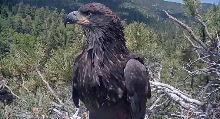 'Sunny': The Eagle Has Left The Nest In Big Bear | Banning, CA Patch
