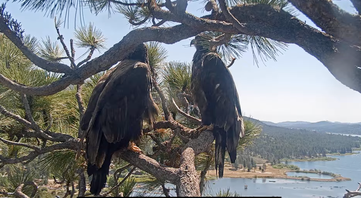 'Sunny': The Eagle Has Left The Nest In Big Bear | Banning, CA Patch