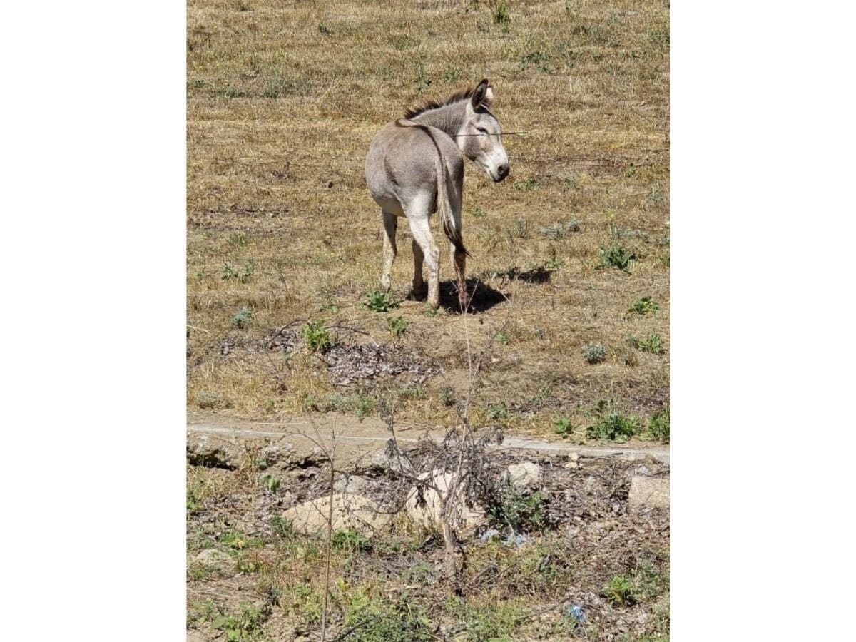RivCo's Wild Donkeys Are Being Shot With Arrows; Suspects Sought ...
