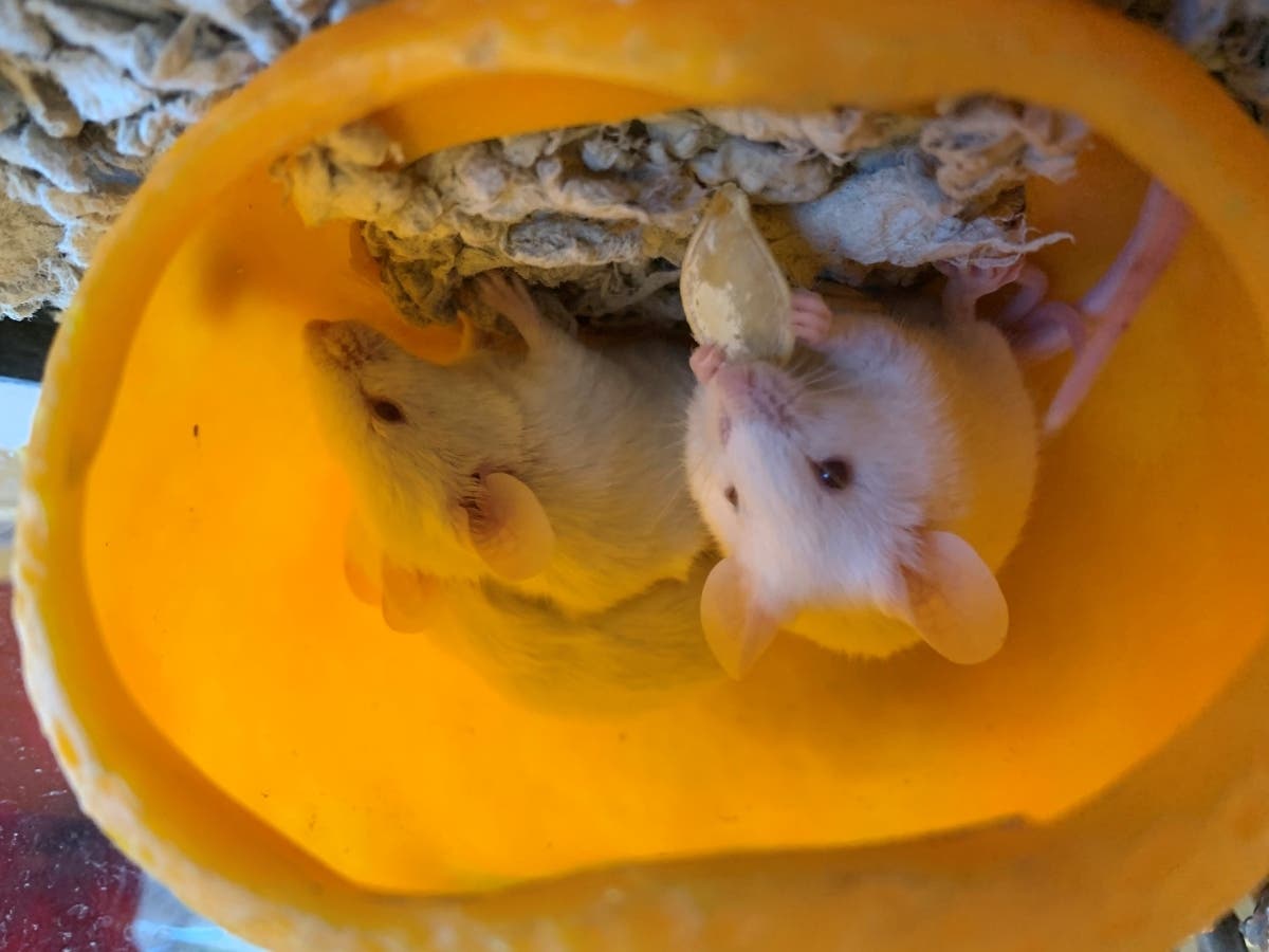 Bucks County SPCA Seeks New Home For Abandoned Mice | Doylestown, PA Patch