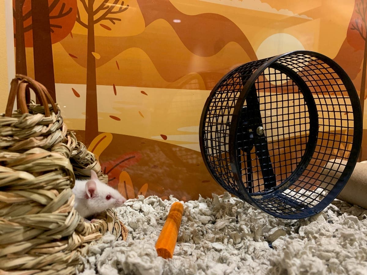 Bucks County SPCA Seeks New Home For Abandoned Mice | Doylestown, PA Patch