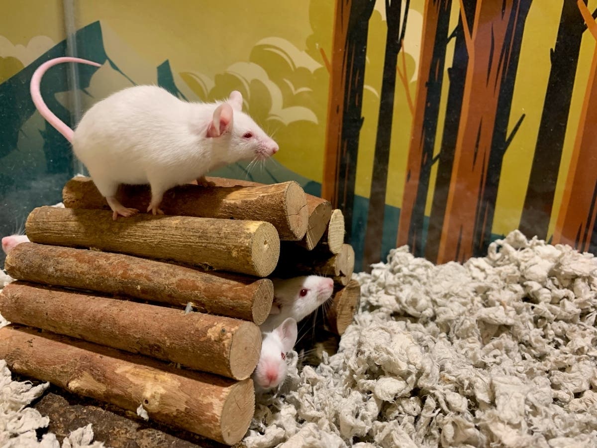Bucks County SPCA Seeks New Home For Abandoned Mice | Doylestown, PA Patch