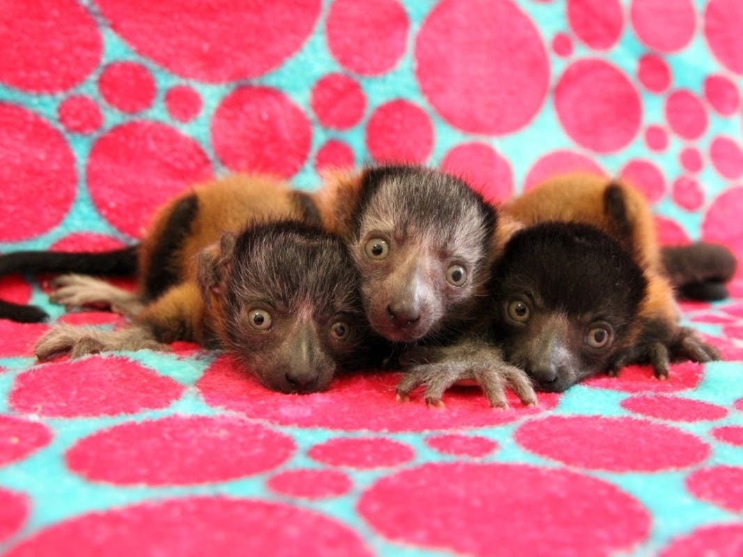 Four Baby Lemurs Born At Lemur Conservation Foundation In Myakka ...
