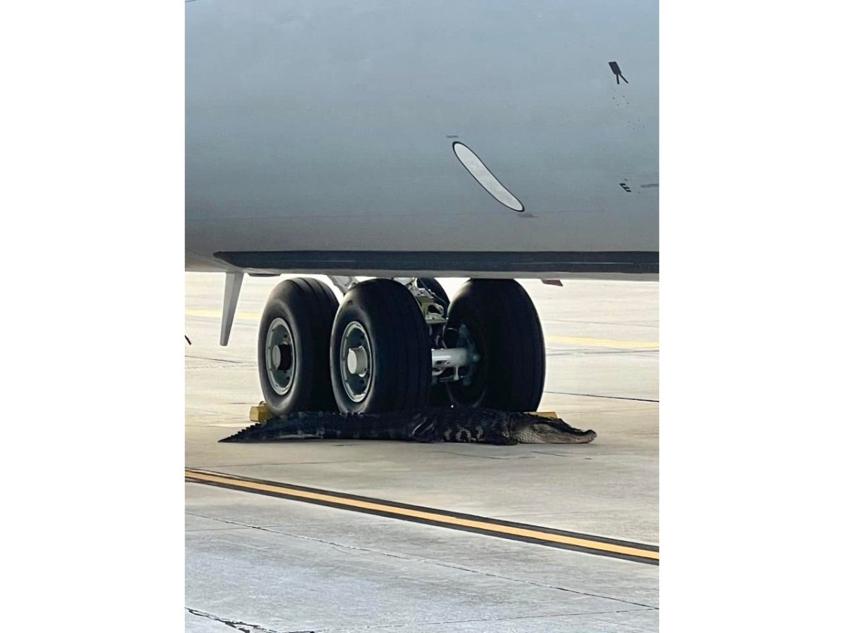 Gator Blocked Plane At FL Air Force Base: Watch | Tampa, FL Patch