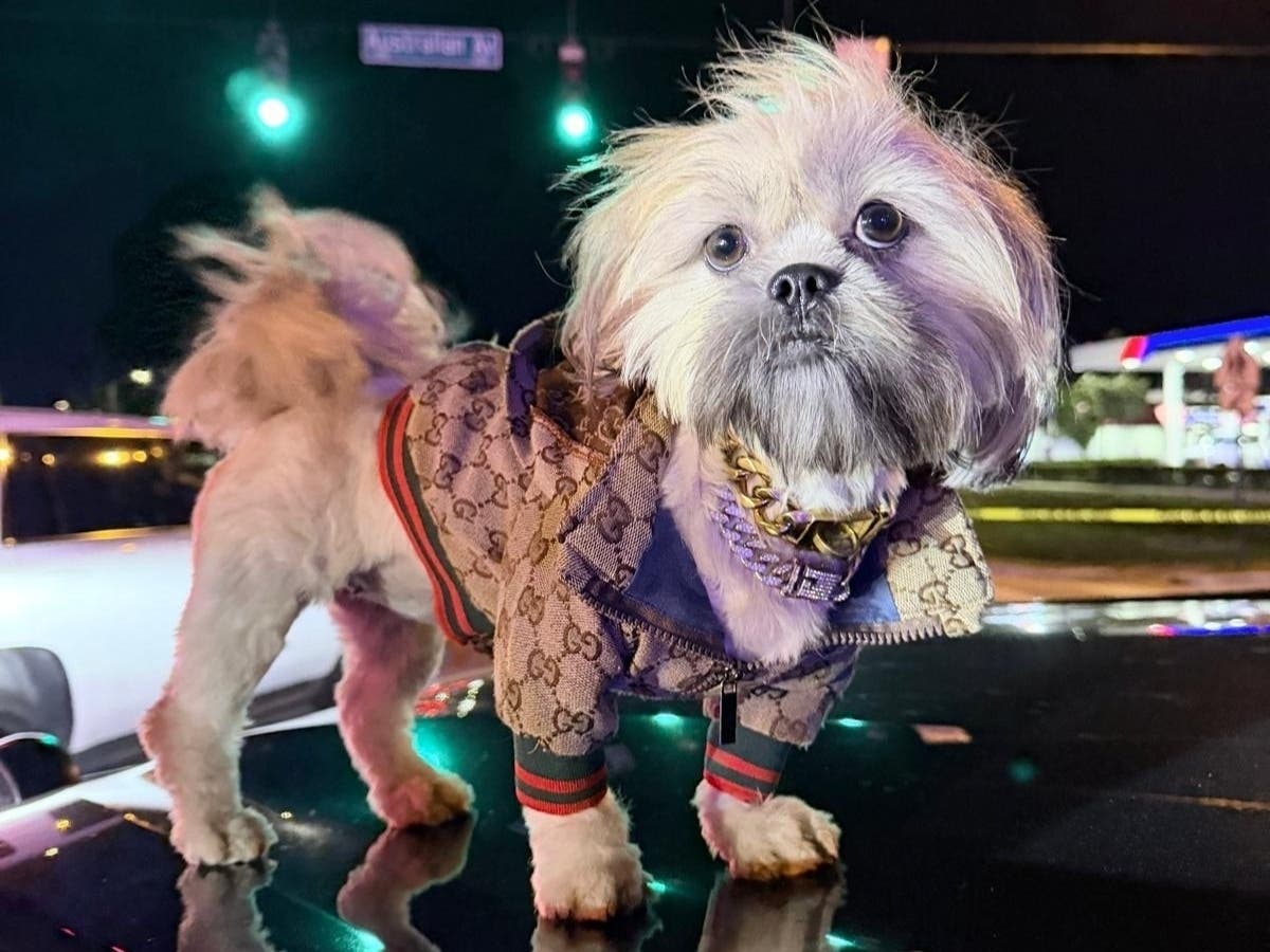 'Well-Dressed' FL Passenger Pup Safe After DUI Driver Arrested: Police ...