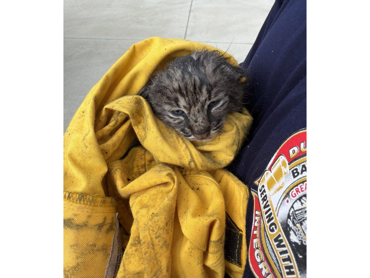 Bobcat Kitten Rescued From FL Brush Fire | Sarasota, FL Patch