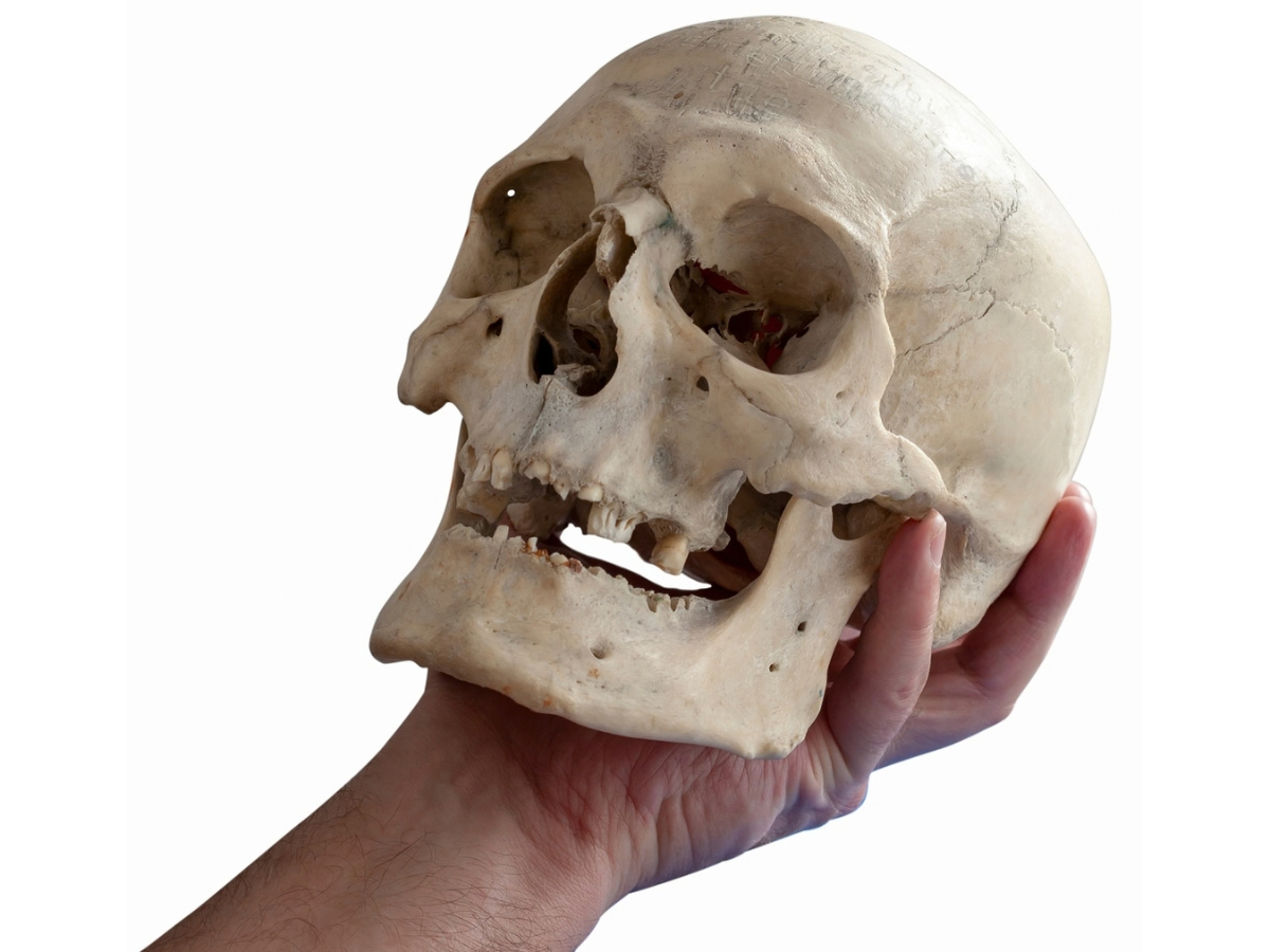 Human Skull Donated To FL Thrift Store: Sheriff | New Port Richey, FL Patch