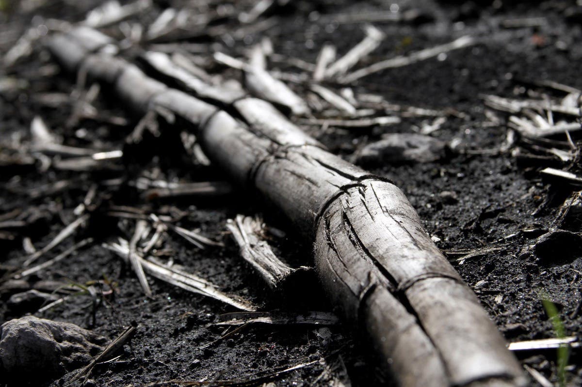 Toxic Ash From Daily Burns by Big Sugar Kill In South Florida - Miami ...