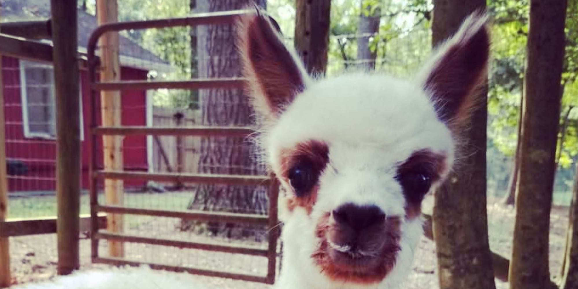 Sep 9 | Creekwater Alpaca Farm Barn Tour | Atlanta, GA Patch