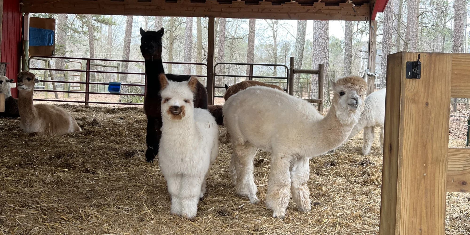 Mar 23 | Creekwater Alpaca Farm Barn Tour | Atlanta, GA Patch