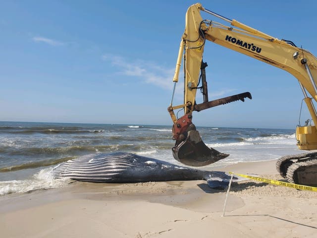 30-Foot Humpback Whale Washes Up Dead At Smith Point County Park ...
