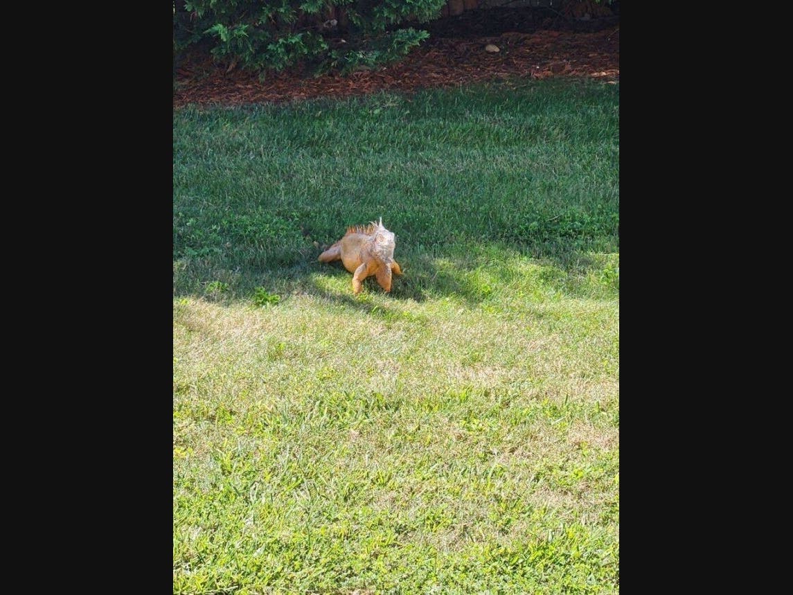 Pair Of Iguanas Found Roaming Suffolk Neighborhood: Police | Deer Park ...