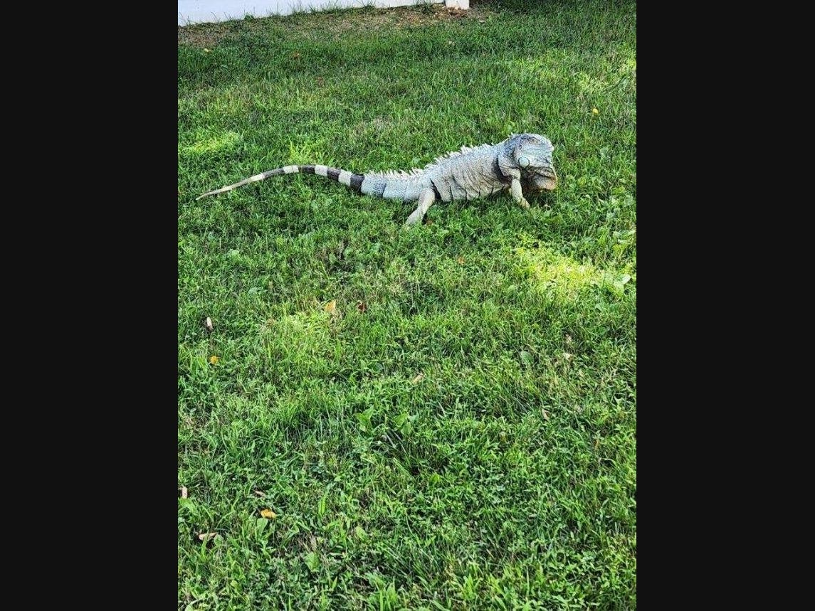 Pair Of Iguanas Found Roaming Suffolk Neighborhood: Police | Deer Park ...
