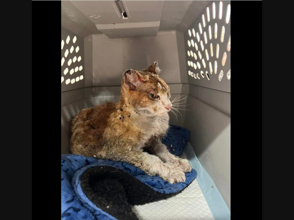 'Vet Techs Broke' As 54 Cats Found Dead In LI Sanctuary's Blaze Rubble ...