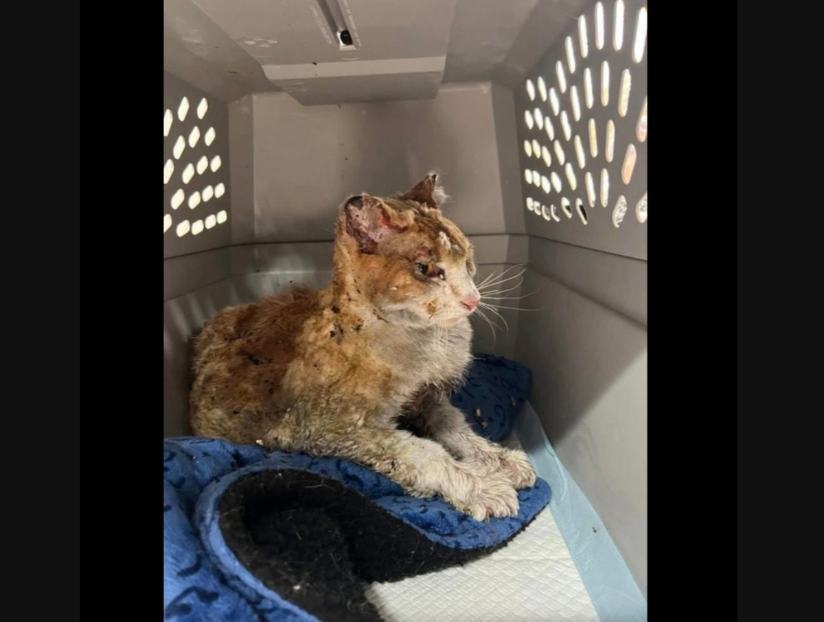 Daughter Of LI Cat Sanctuary Files Complaint Over Non-Profit: AG ...