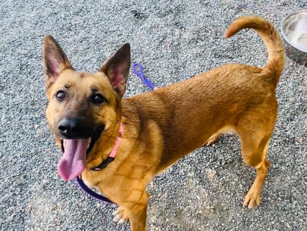 After 8 Months In The Shelter, Nala's Ready For Her Forever Home ...
