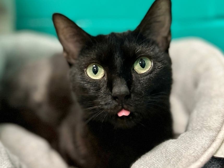 Rescue Me: Bones The Cat Has Three Legs, Full Heart; She Can't Lose ...