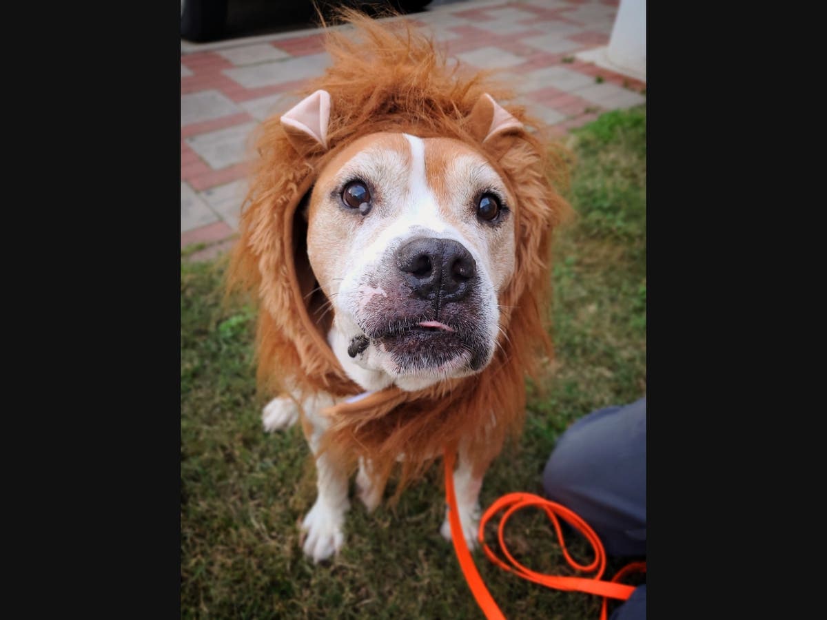 Rescue Me: Johnny Cash The Dog Wants Someone To Walk The Line With Him ...