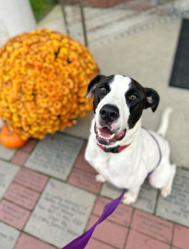 Rescue Me: Gilly The Dog Is A Goofy Social Butterfly | Fredericksburg ...