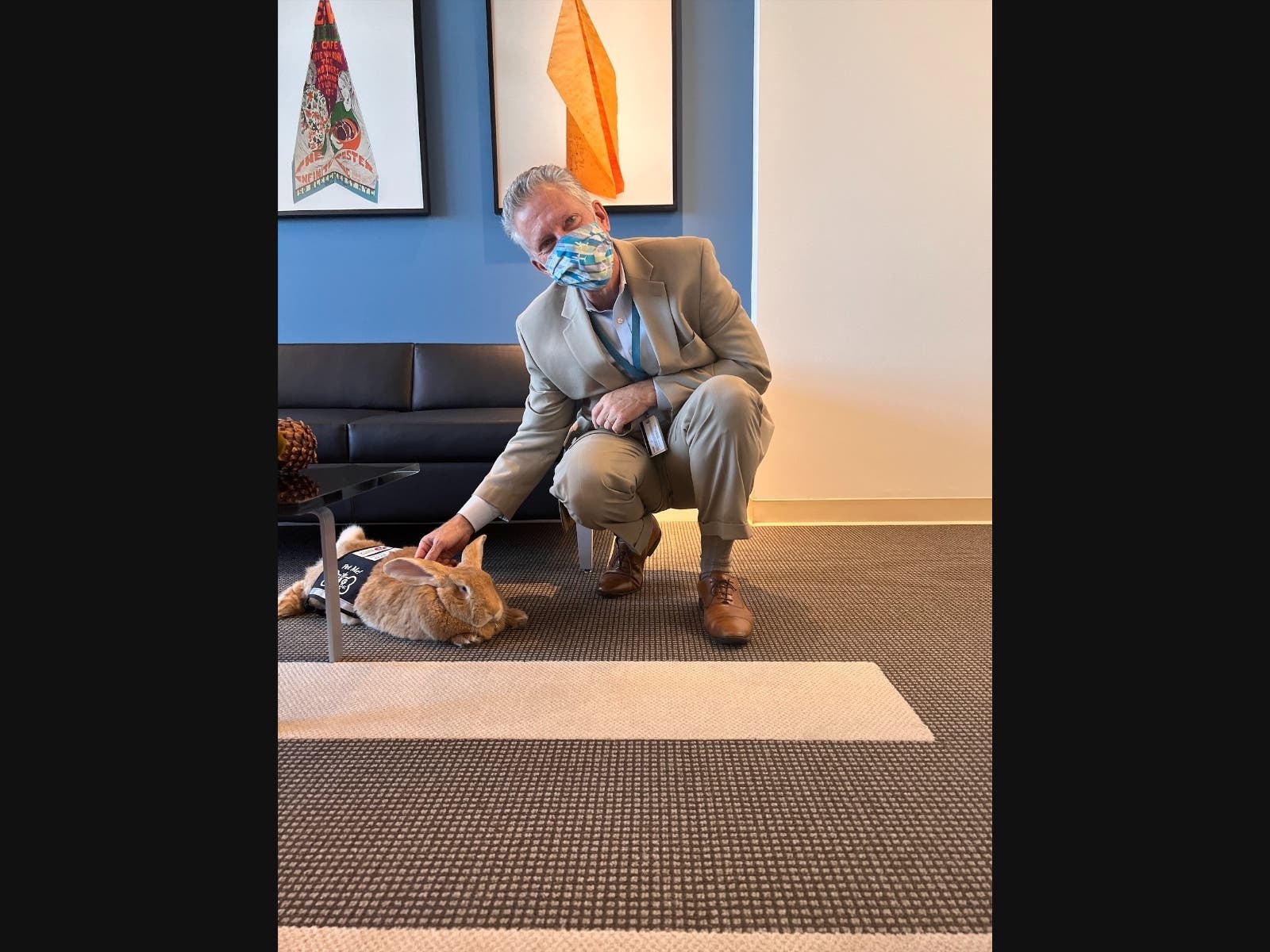 Alex The Rabbit Joins SFO's Stress-Relief 'Wag Brigade': Photos | San ...