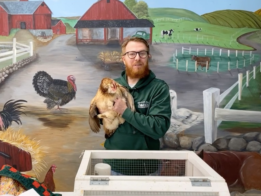 Muscoot Farm's Cluxatawney Henrietta Groundhog Day Prediction | Bedford ...