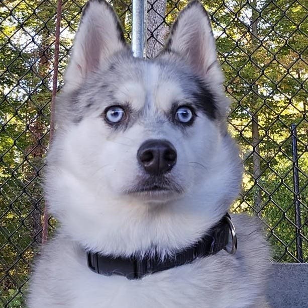 Adoptable Pet Of The Week: Meet 'Skippy' And Fall In Love ...
