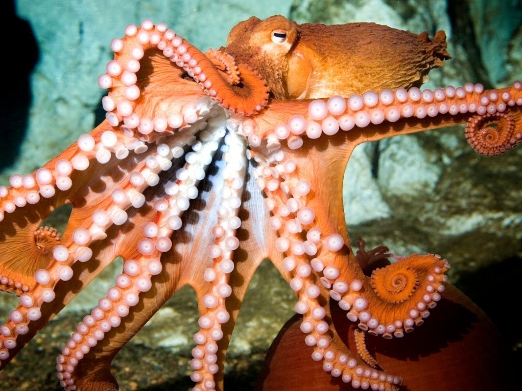 Name Shedd's New Giant Octopus: Guests Invited To Vote | Chicago, IL Patch
