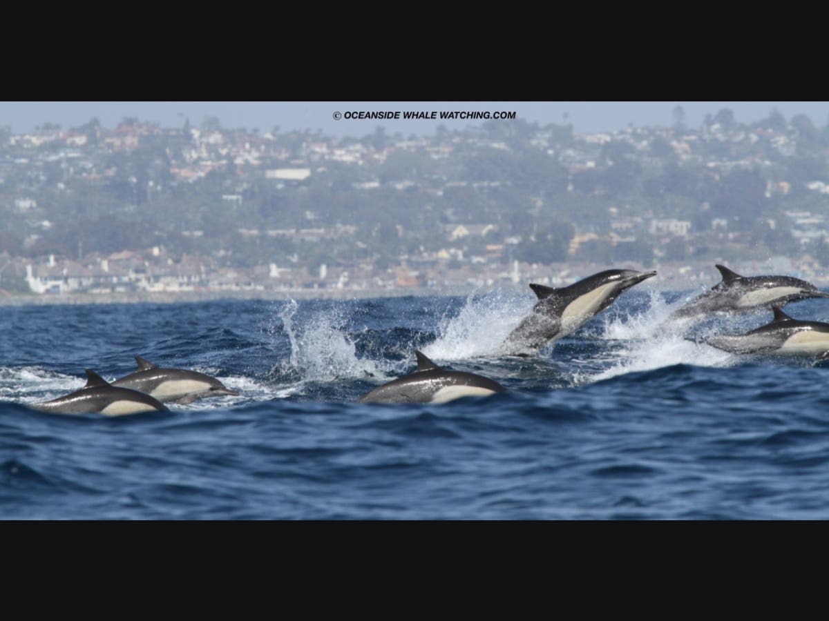 Super Pod Of Dolphins: Oceanside Photo Of The Day | Oceanside, CA Patch