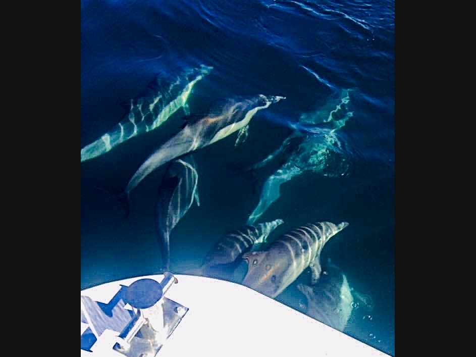 Dolphin Encounter: Oceanside Photo Of The Day | Oceanside, CA Patch