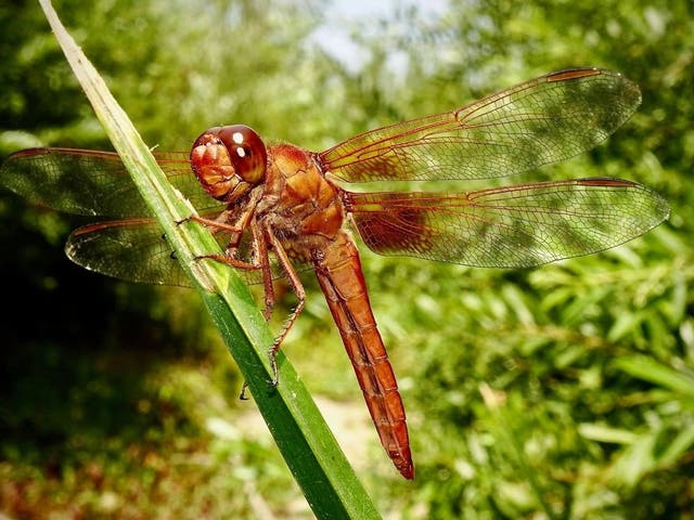 Dragonfly That Didn't Fly: Oceanside Photo Of The Day | Oceanside, CA Patch