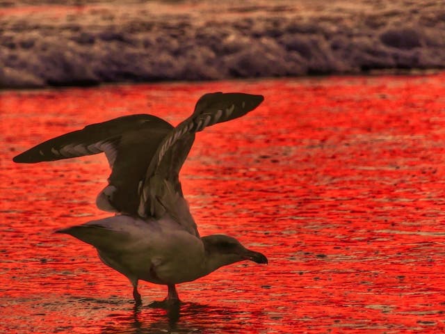 Seagull In Red: Oceanside Photo Of The Day | Oceanside, CA Patch