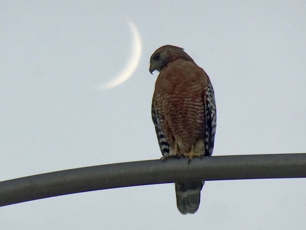 Red-Shouldered Hawk And Crescent Moon: Oceanside Photo Of The Day ...