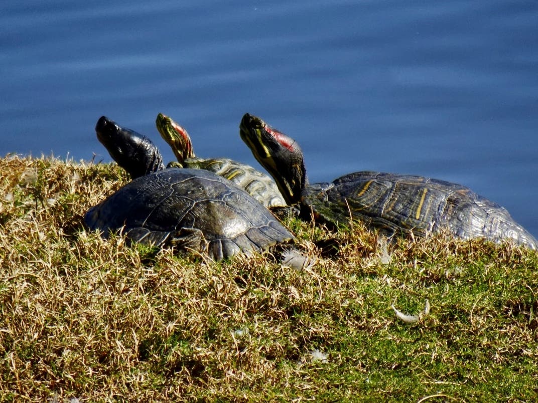 Turtles at Libby Lake City Park: Oceanside Photo Of The Day | Oceanside ...