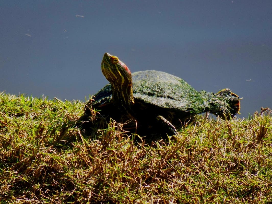 Turtle at Libby Lake Park: Oceanside Photo Of The Day | Oceanside, CA Patch