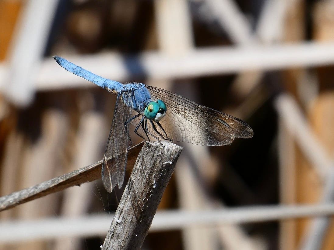 Dragonfly at Buena Vista Audubon: Oceanside Photo Of The Day ...