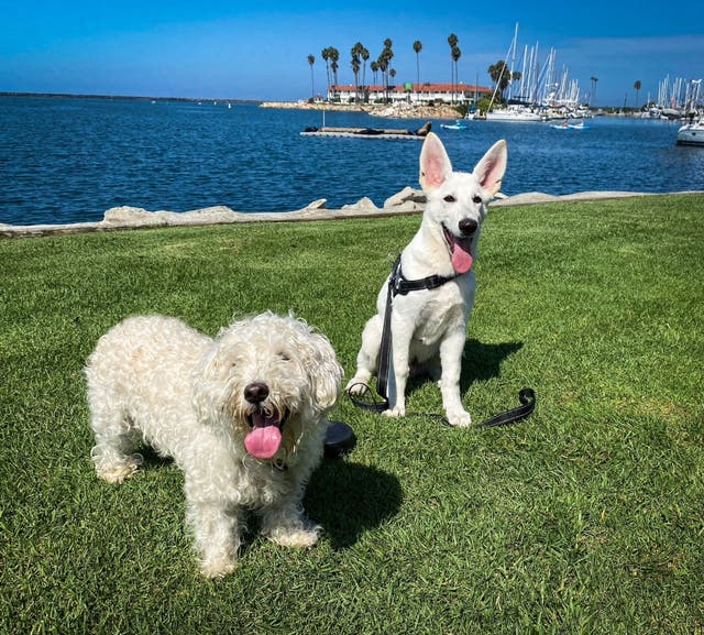 Harbor Pups: Oceanside Photo Of The Day | Oceanside, CA Patch