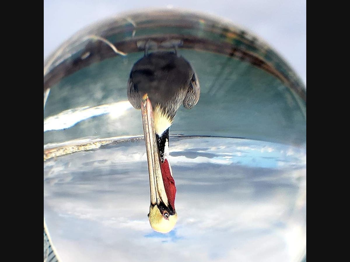 Crystal Ball Pelican: Oceanside Photo Of The Day | Oceanside, CA Patch