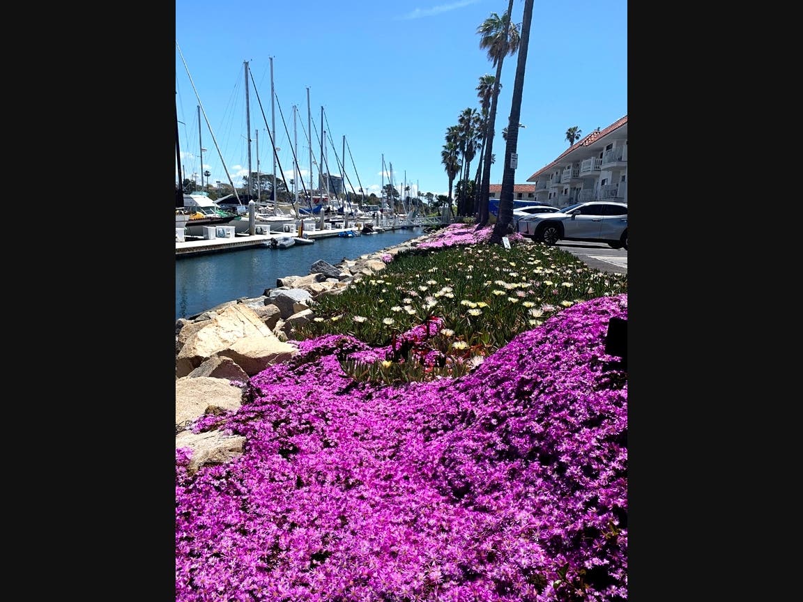 Ice Plants Along The Harbor: Oceanside Photo Of The Day | Oceanside, CA ...
