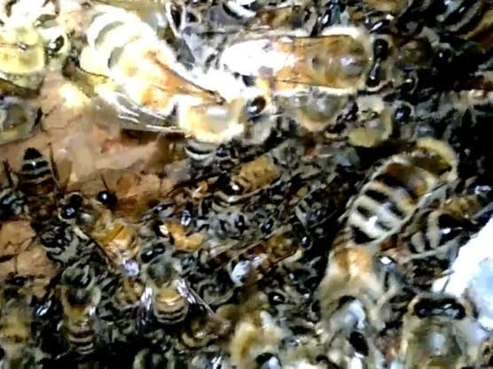 NYPD Beekeeper Sucks 15K Bees Out Of Queens Trees | Bayside, NY Patch