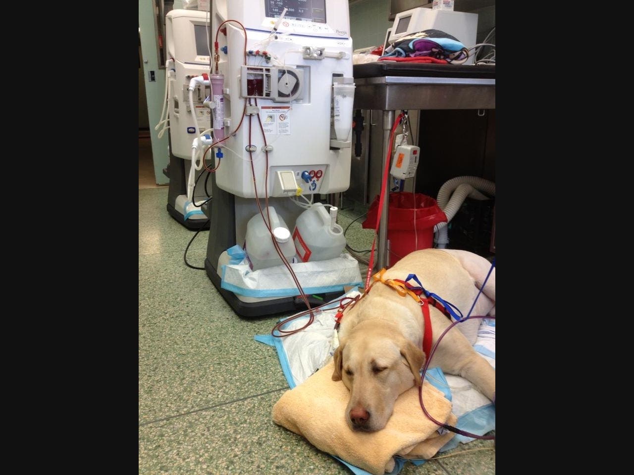 Seaford Woman Changes Veterinarian Law For Prescribing Drugs | Wantagh ...
