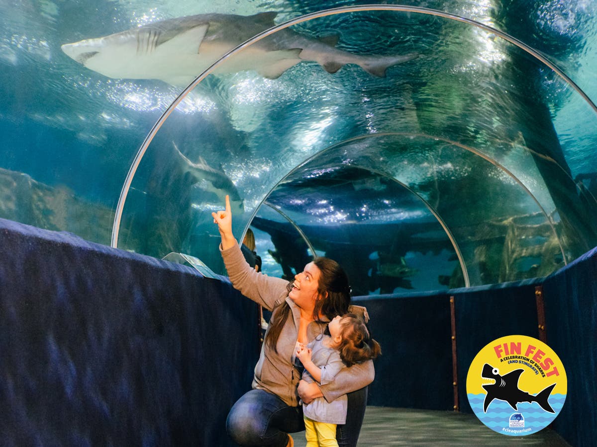 Jul 26 | Fin Fest, A Celebration of Sharks & Stingrays | Cleveland, OH ...