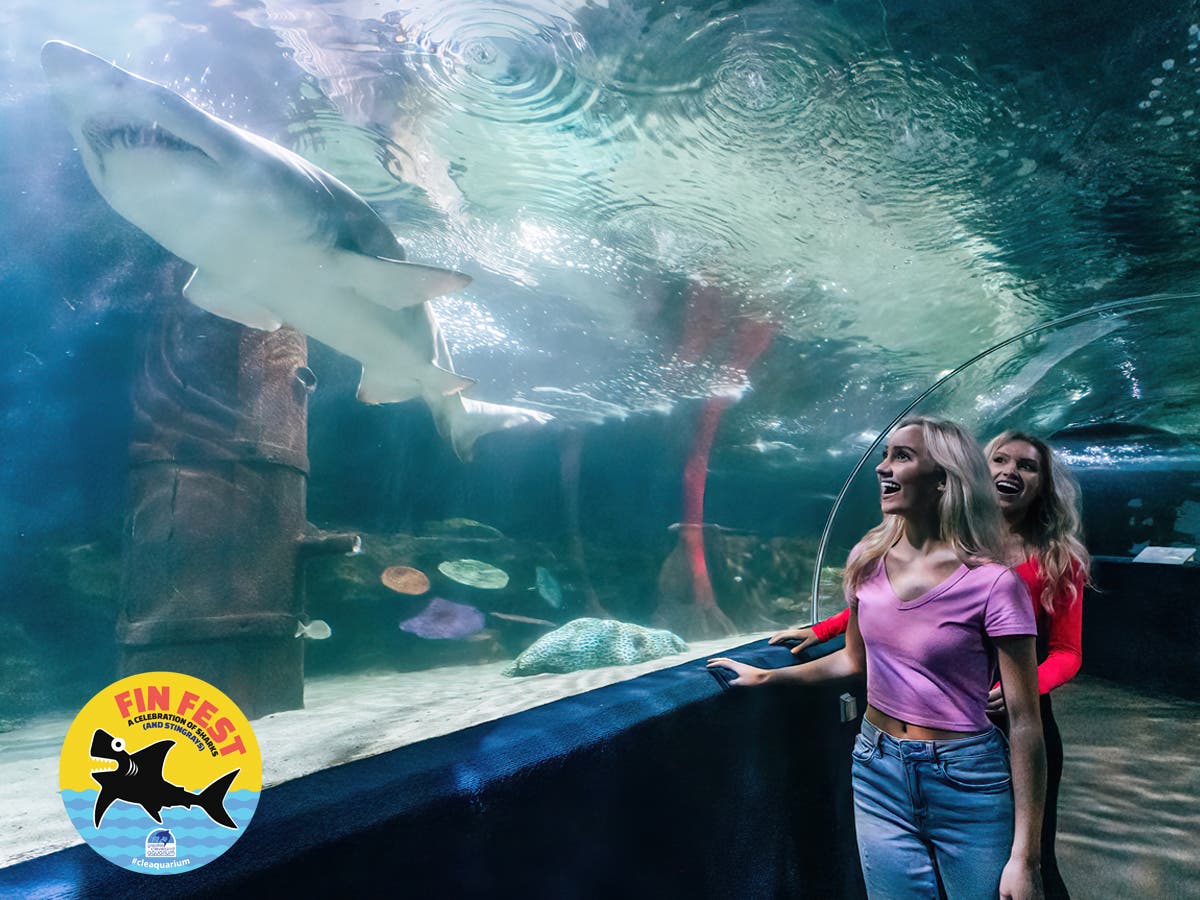 Aug 2 | Fin Fest, A Celebration of Sharks & Stingrays | Cleveland, OH Patch
