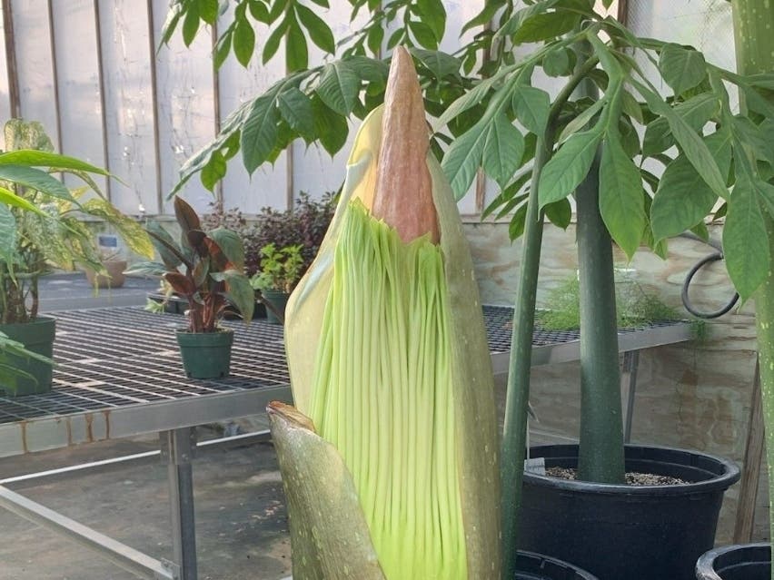 'Musky' The Corpse Flower Has Bloomed At The Milwaukee Domes ...