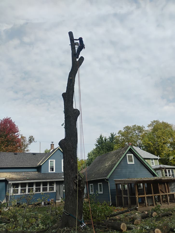 Tree Experts - Romeoville, IL Patch