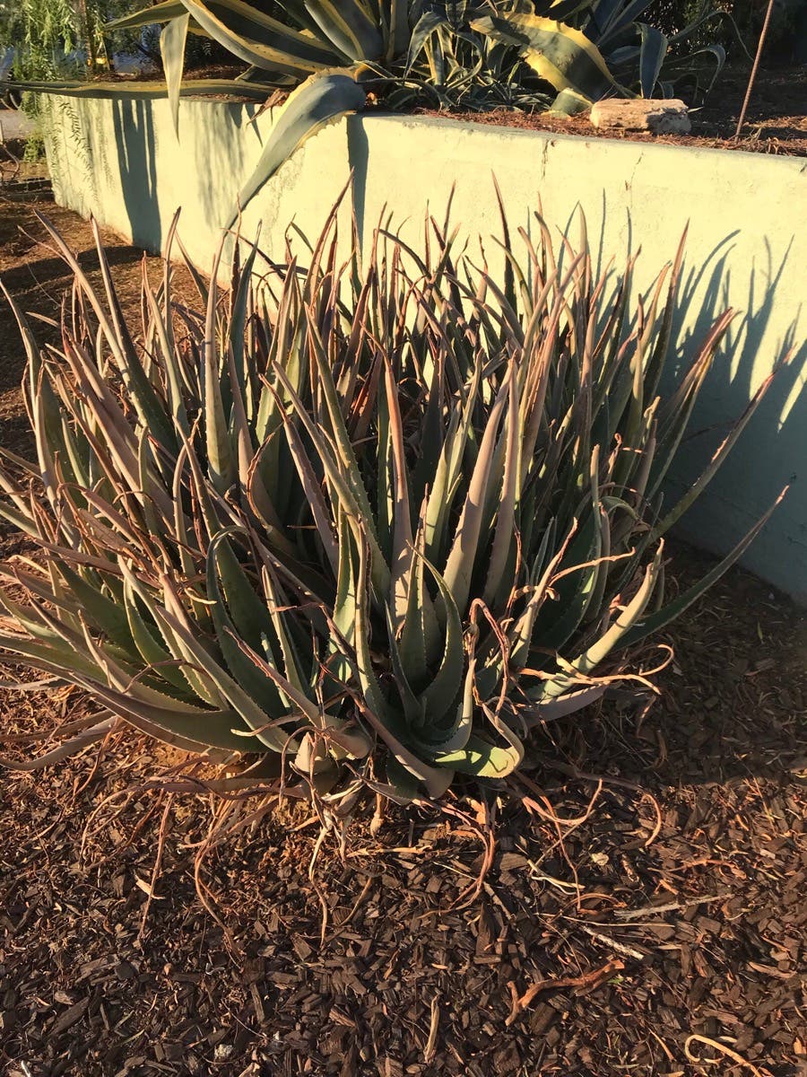 Free aloe vera plants - Lake Elsinore, CA Patch
