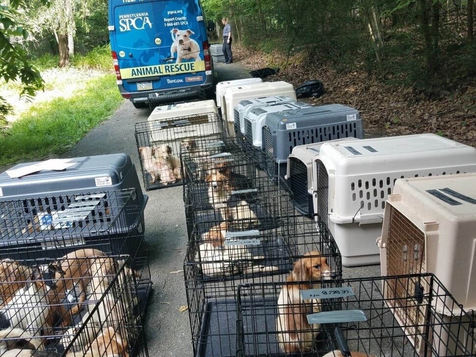 170+ Dogs, Other Animals Rescued From PA Home: PSPCA | Across ...