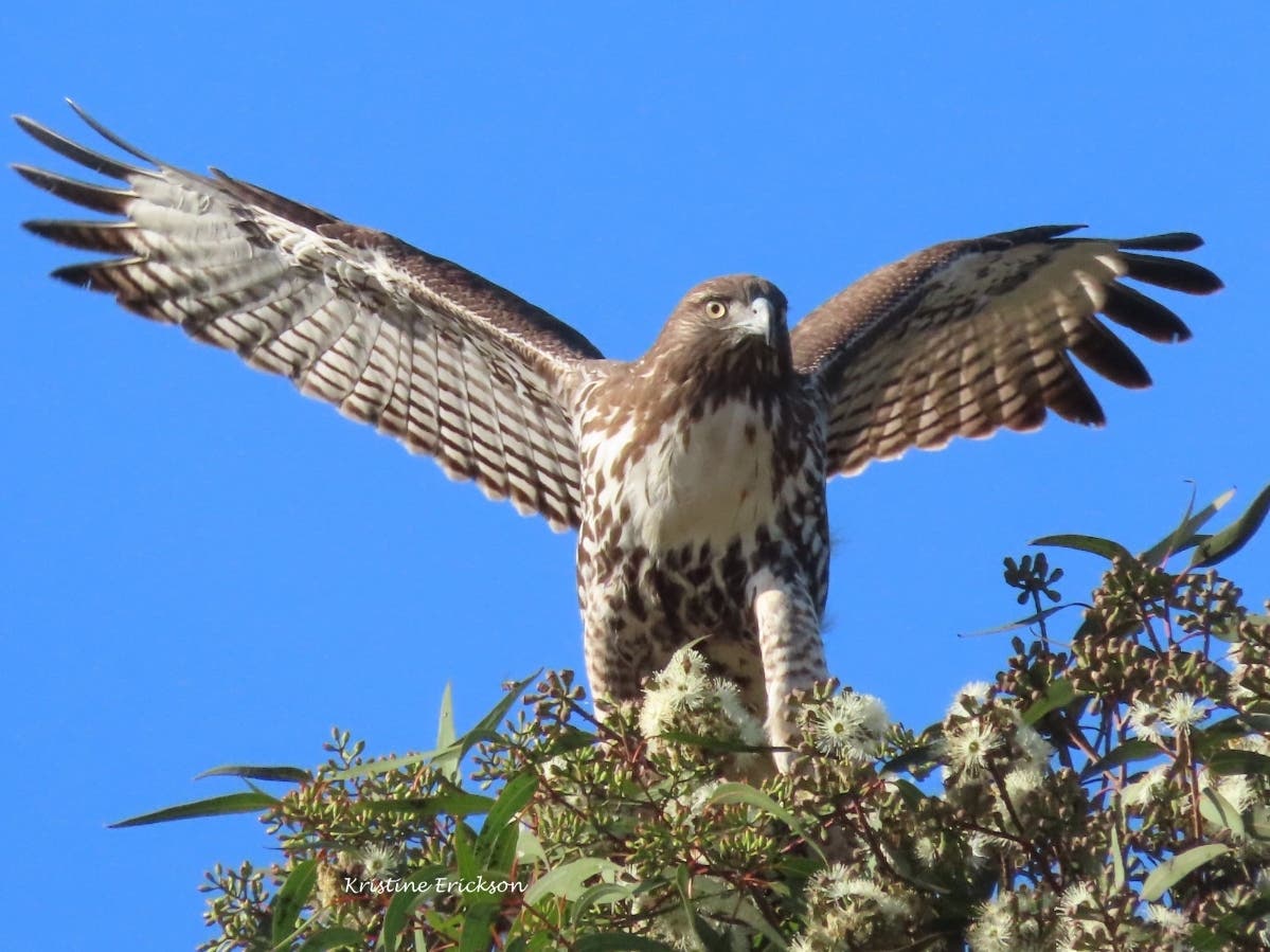 Big Hawk Stretches Wings In San Juan Capistrano: Photo Of The Day | San ...